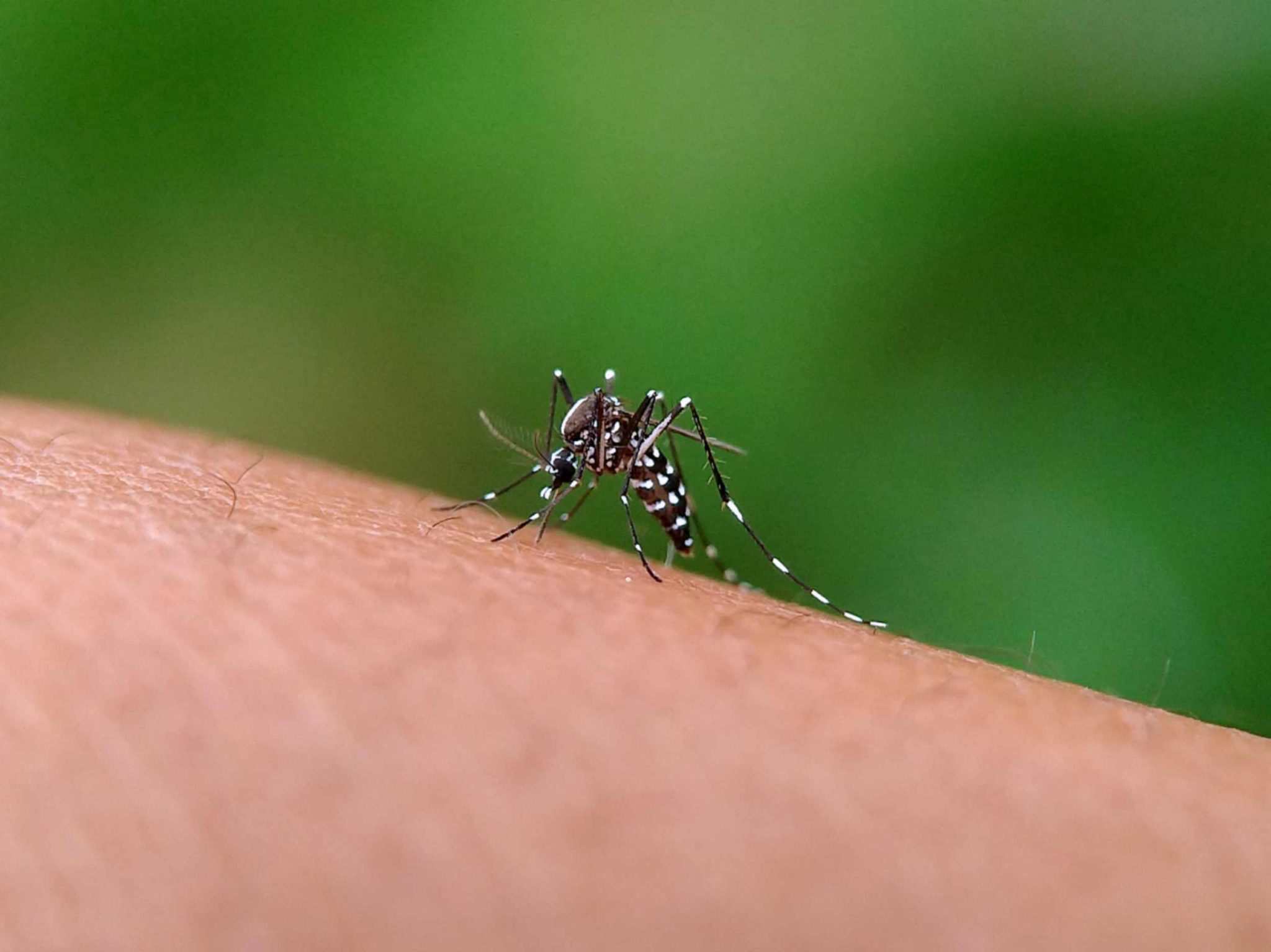What Causes Yellow Fever and How Do You Catch It? - Touchwood Pharmacy